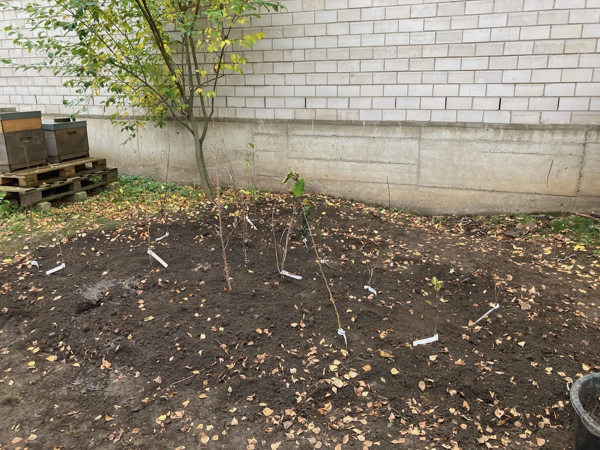 Micro Forests - Wälder nach der Miyawaki-Methode - Impact Forest UG